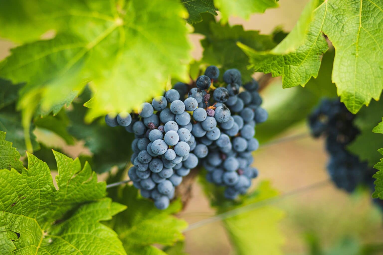 Les meilleurs vins rouges pour la santé : bienfaits et conseils